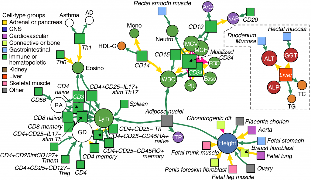 OKADA Yukinori ≪Statistical Genetics≫ Study reveals genetic basis of ...