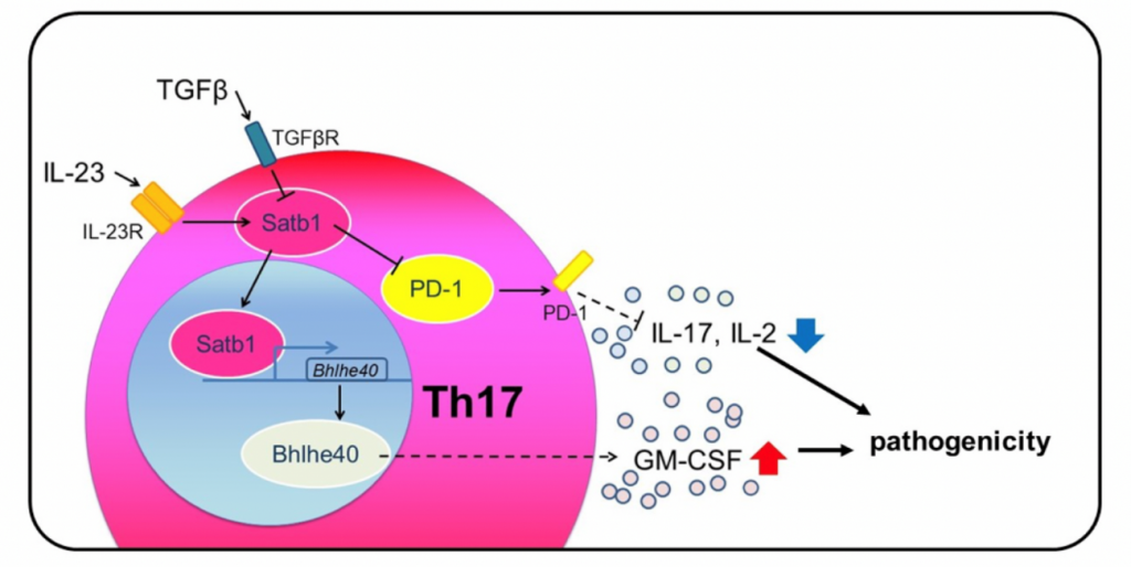 Keiko Yasuda, Shimon Sakaguchi≪Nephrology,Immunology Frontier Research ...