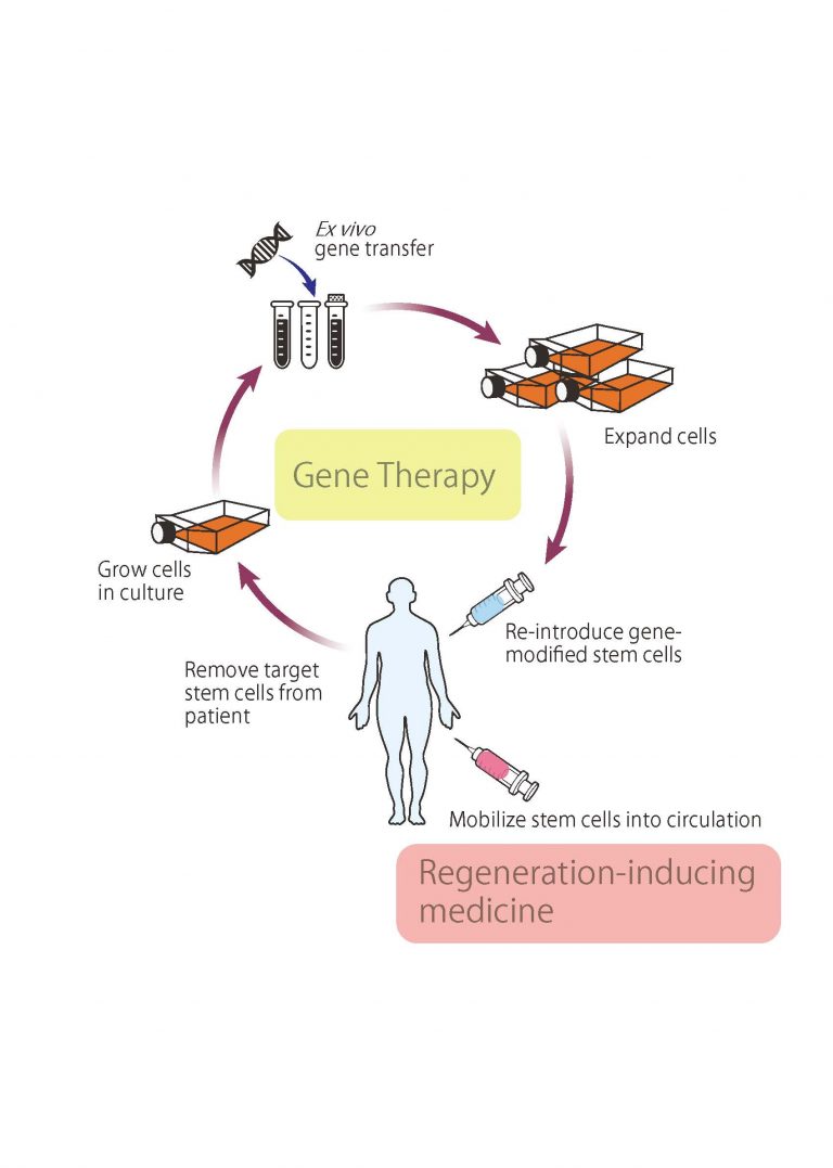 Stem Cell Gene Therapy Science | Graduate School of Medicine / Faculty ...