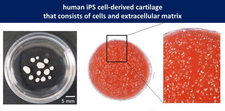 Tissue Biochemistry | Graduate School of Medicine / Faculty of Medicine ...