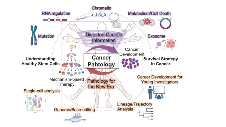 Cancer Pathology | Graduate School of Medicine / Faculty of Medicine ...