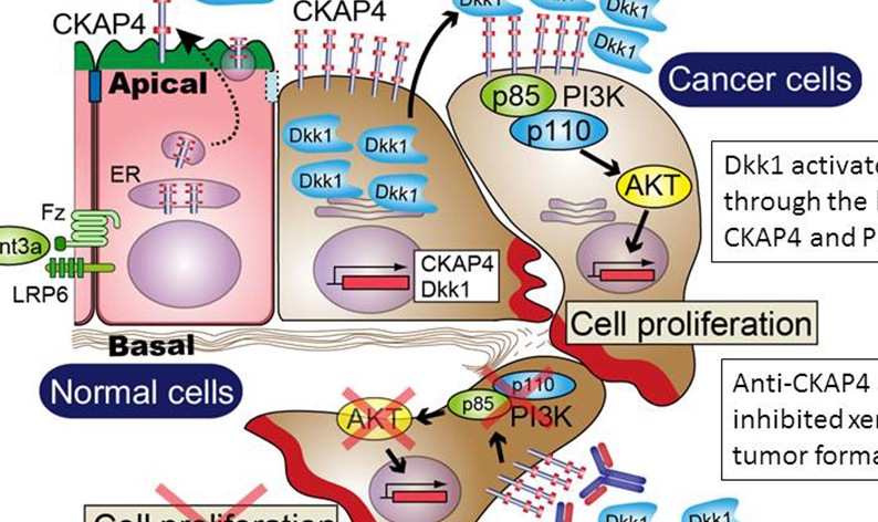 2016 | Graduate School of Medicine / Faculty of Medicine, The ...