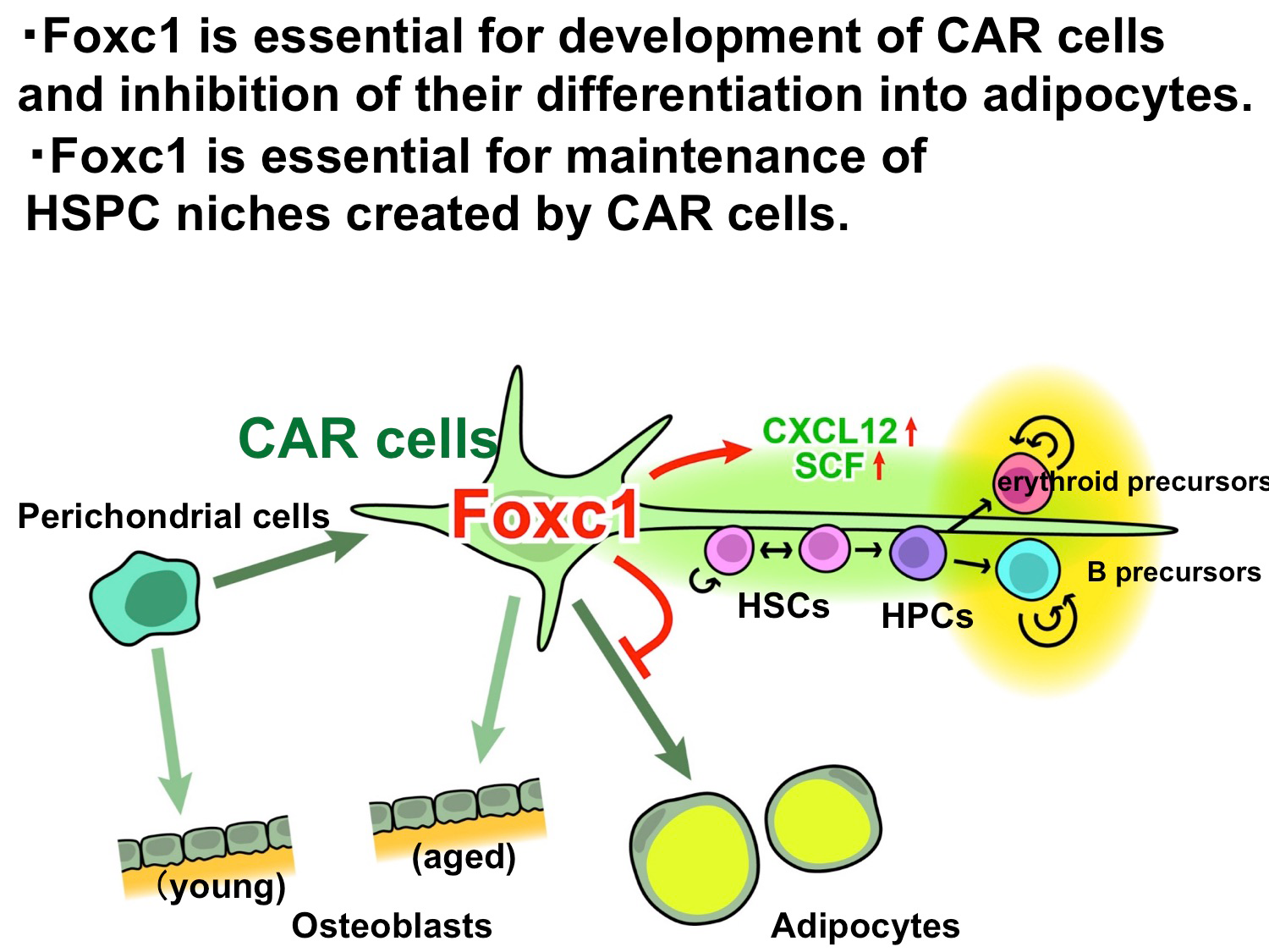 Stem Cell Biology and Developmental Immunology | Graduate School of ...