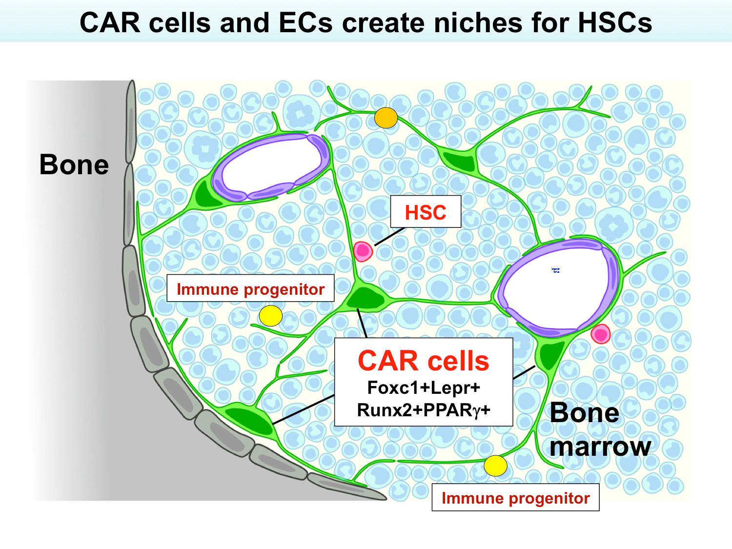 Stem Cell Biology and Developmental Immunology | Graduate School of ...