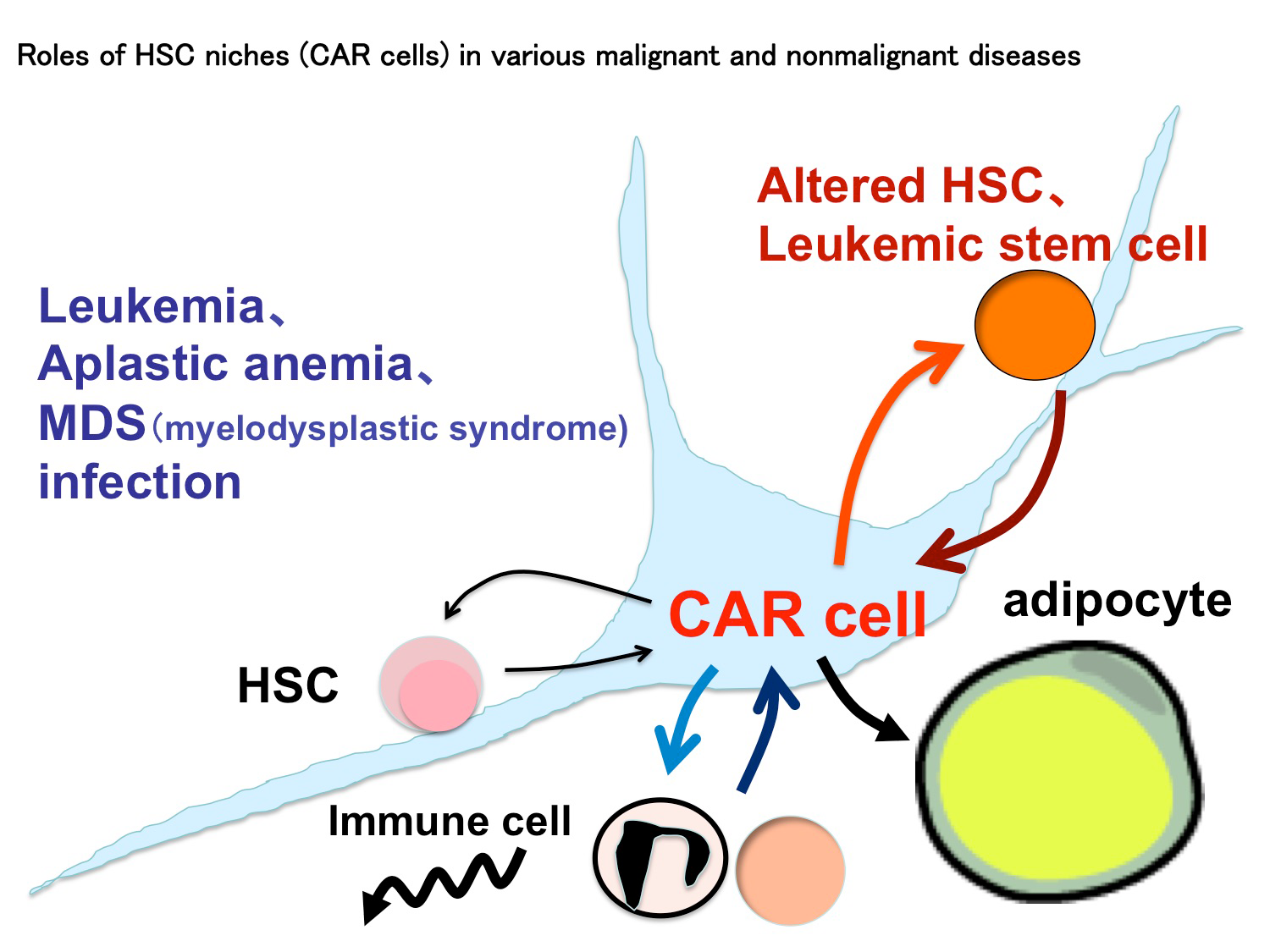 Stem Cell Biology and Developmental Immunology | Graduate School of ...