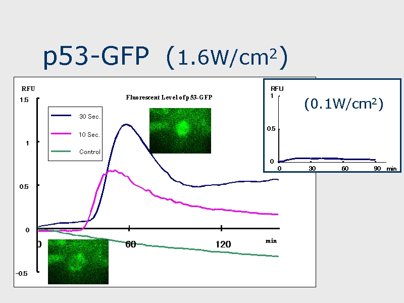 p53-GFP (1.6W/cm2)