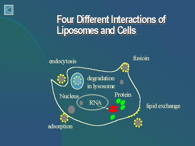 Four Different Interactions of Liposomes and Cells
