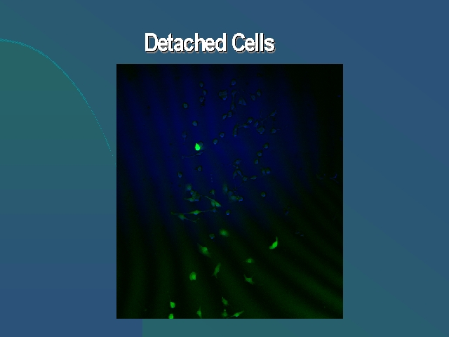 Detached Cells