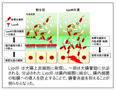 竹田 潔≪免疫制御学≫ Lypd8は有鞭毛細菌と大腸上皮を分け隔てる | 大阪大学医学系研究科・医学部